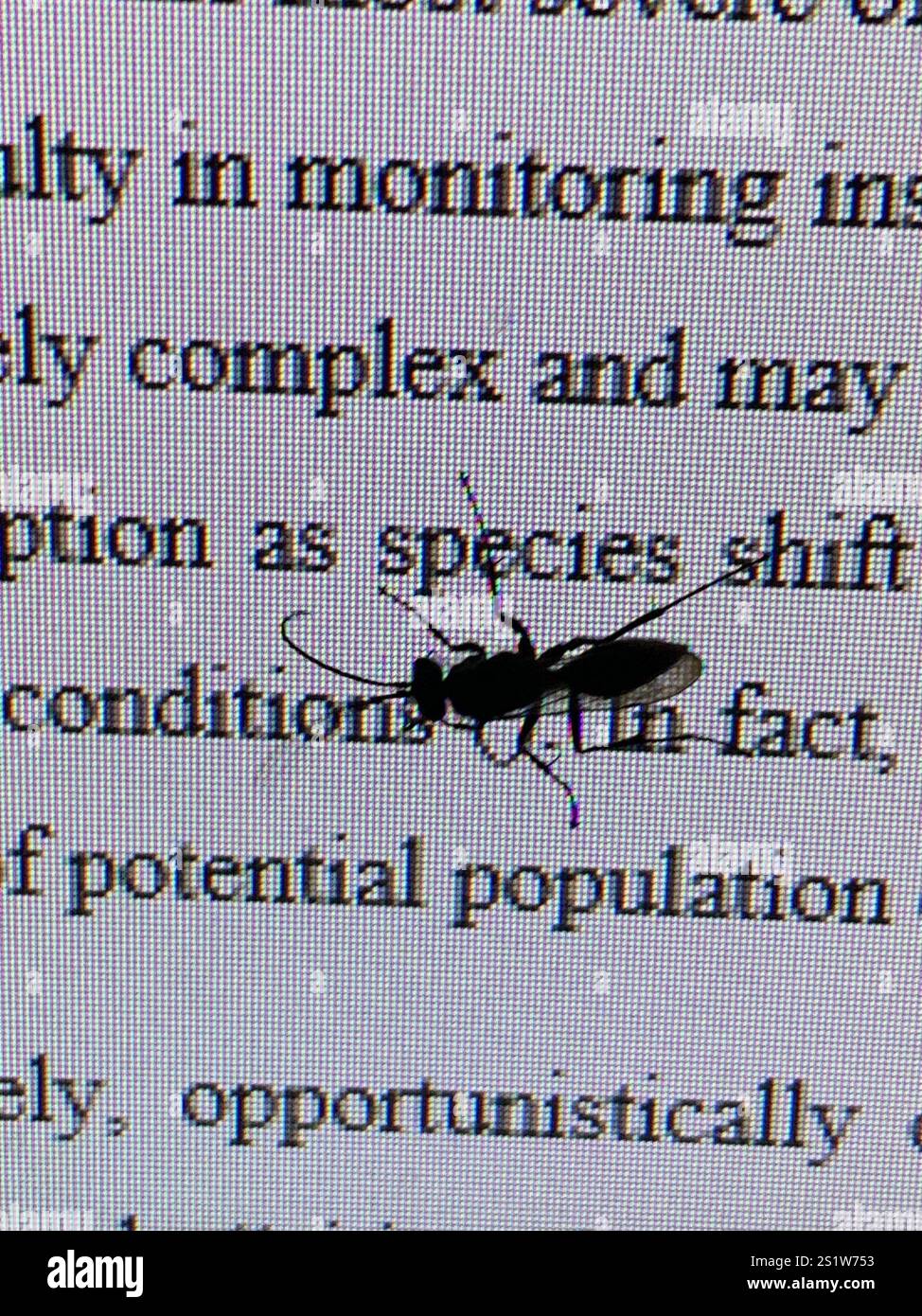 Ants, Bees, Wasps, and Sawflies (Hymenoptera Stock Photo - Alamy