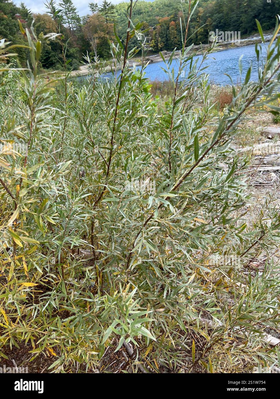interior sandbar willow (Salix interior Stock Photo - Alamy