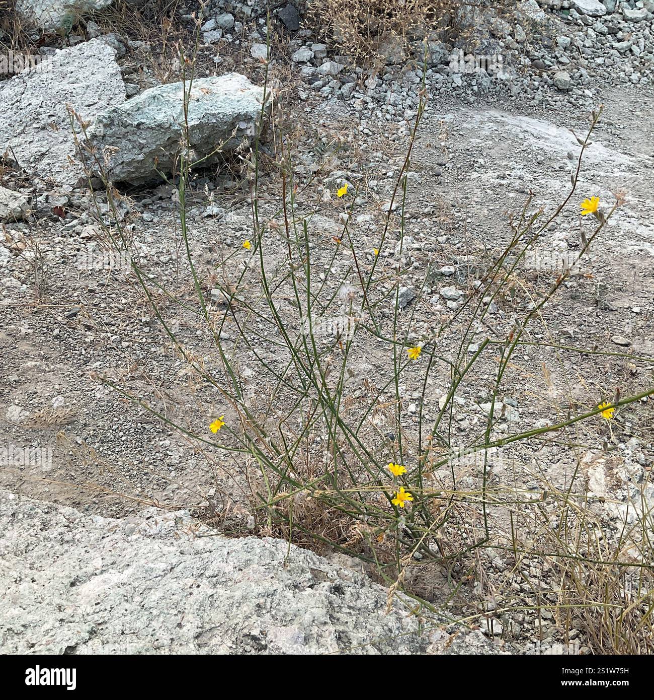Rush Skeletonweed (Chondrilla juncea Stock Photo - Alamy