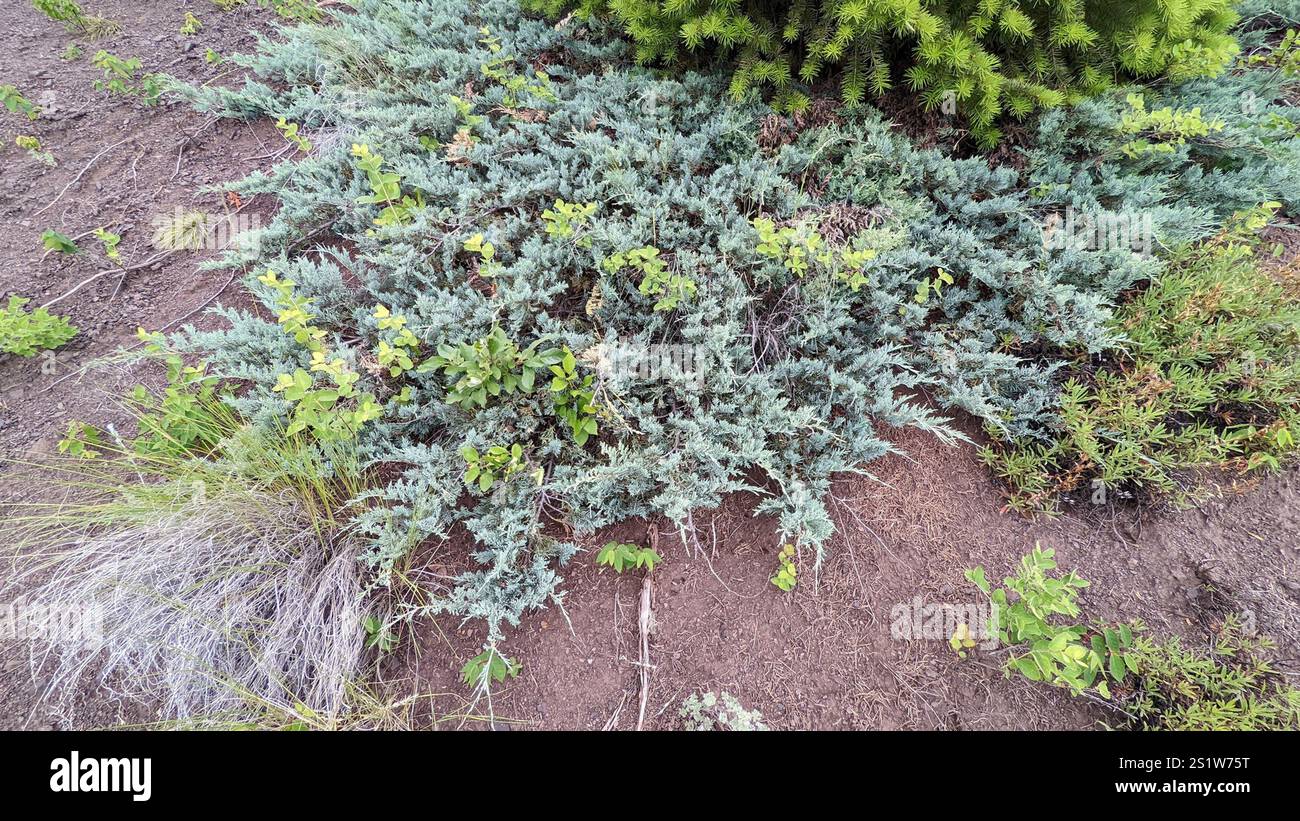creeping juniper (Juniperus horizontalis Stock Photo - Alamy
