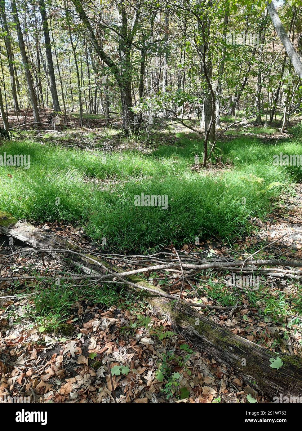 Japanese stiltgrass (Microstegium vimineum Stock Photo - Alamy