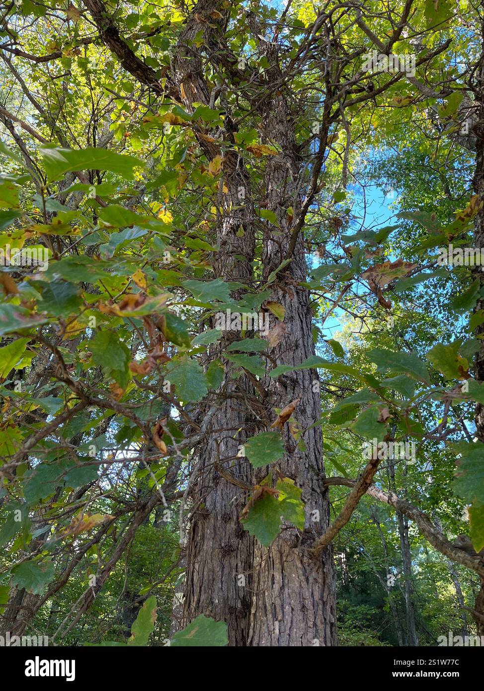swamp white oak (Quercus bicolor Stock Photo - Alamy