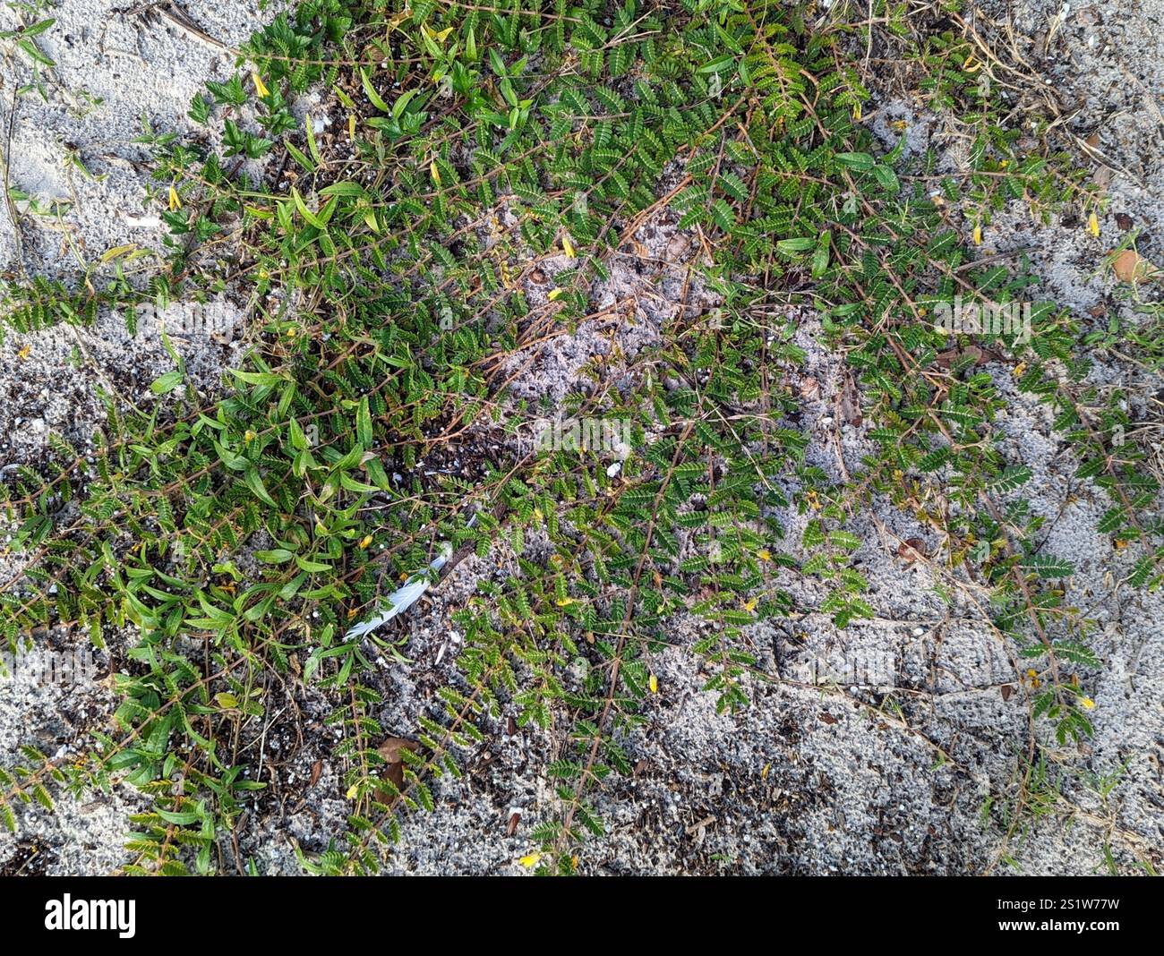 Jamaican feverplant (Tribulus cistoides Stock Photo - Alamy