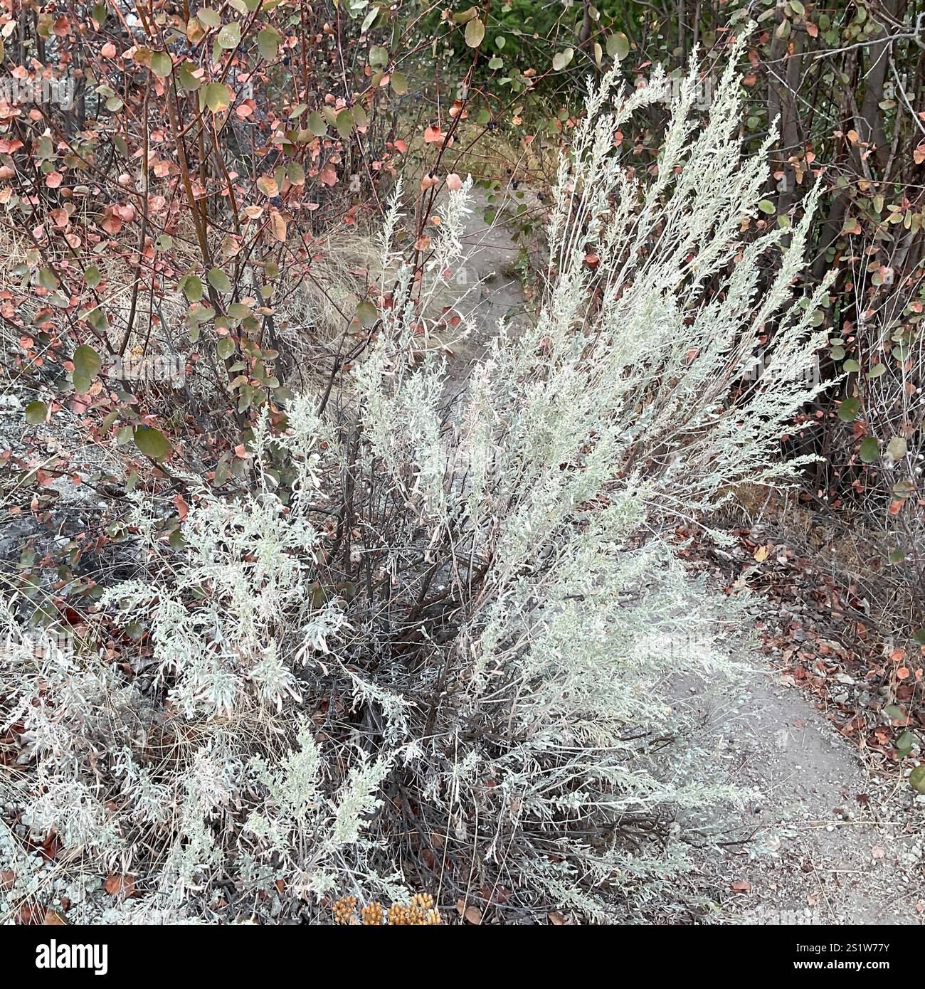 Big Sagebrush (Artemisia tridentata Stock Photo - Alamy