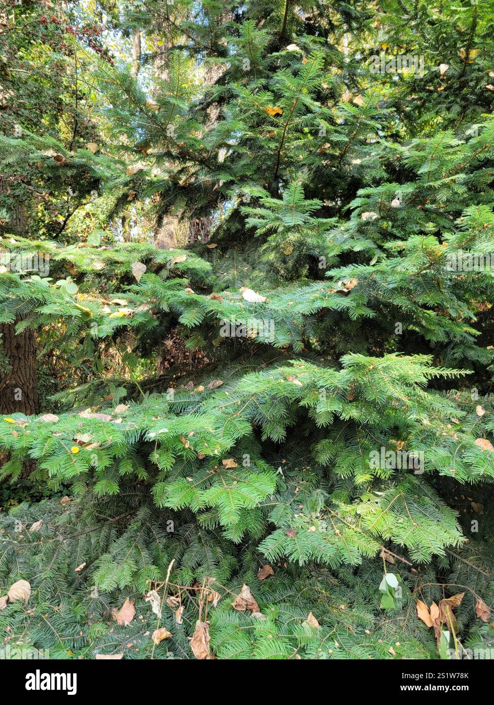 grand fir (Abies grandis Stock Photo - Alamy