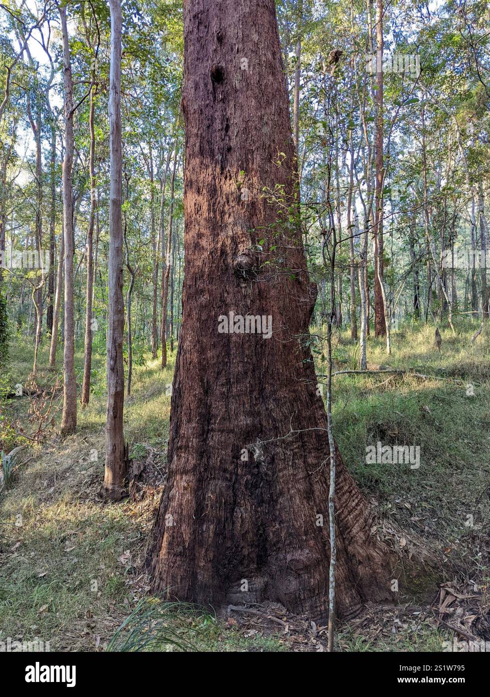 Tallowwood (Eucalyptus microcorys Stock Photo - Alamy