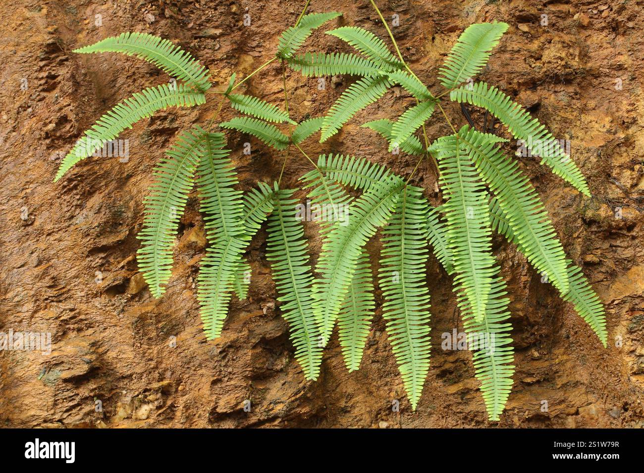 false staghorn fern (Dicranopteris linearis Stock Photo - Alamy