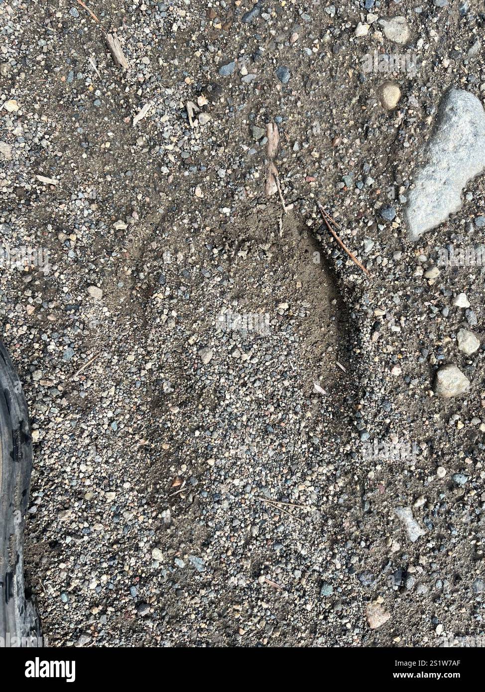 New World Deer (Capreolinae Stock Photo - Alamy