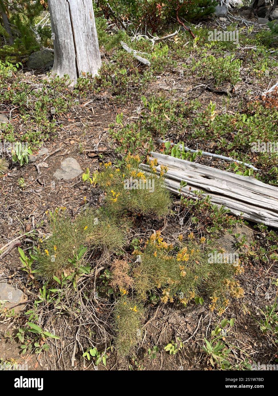 Bloomer's goldenbush (Ericameria bloomeri Stock Photo - Alamy