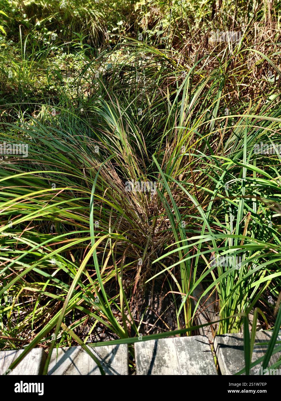 nodding sedge (Carex gynandra Stock Photo - Alamy