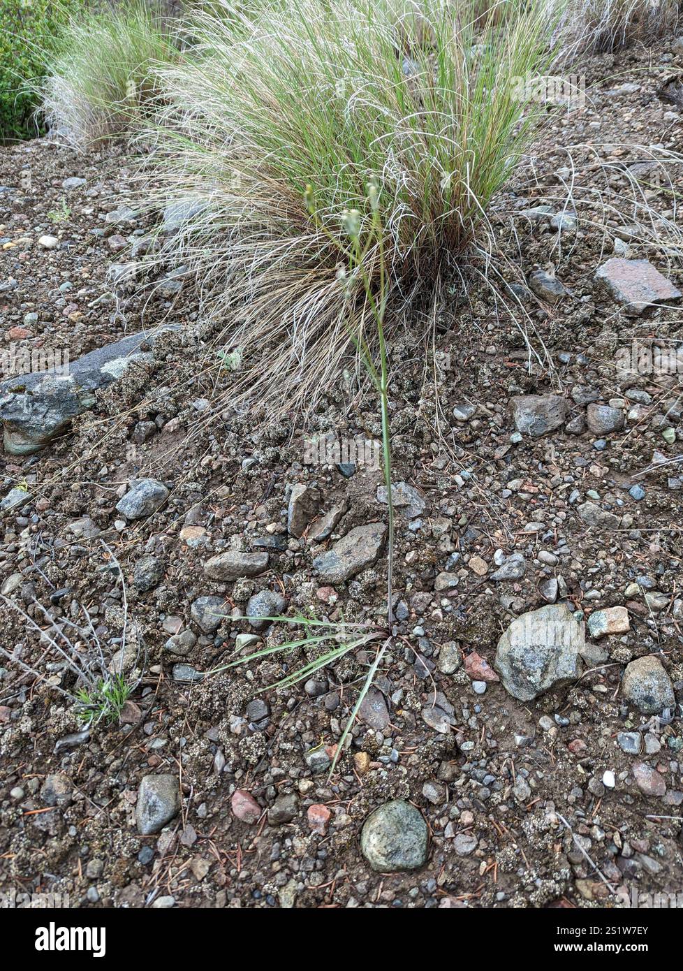 Slender Hawksbeard (Crepis atribarba Stock Photo - Alamy