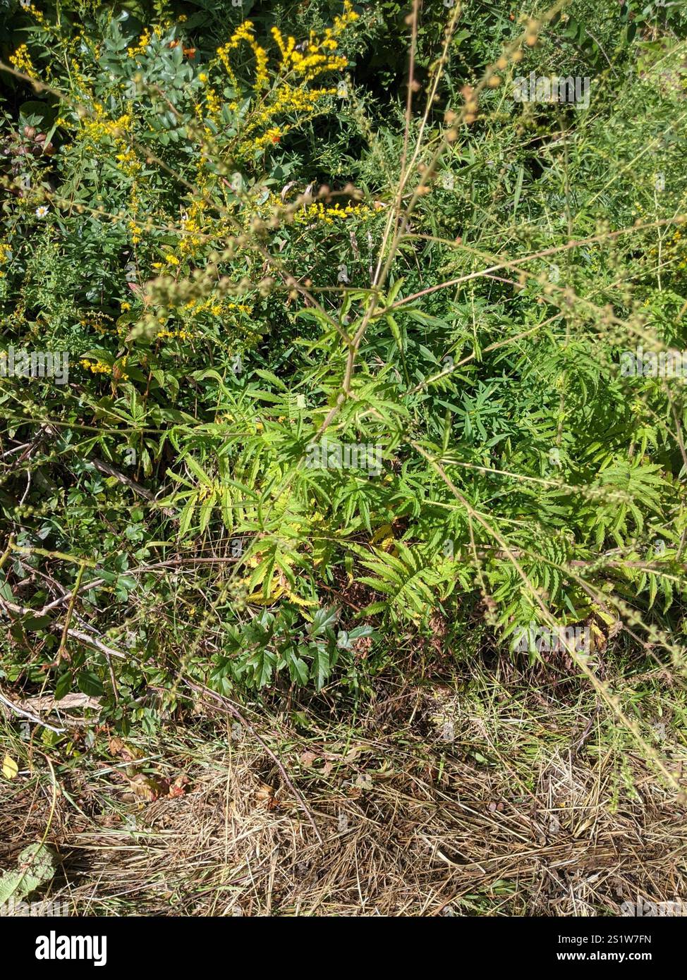 swamp agrimony (Agrimonia parviflora Stock Photo - Alamy