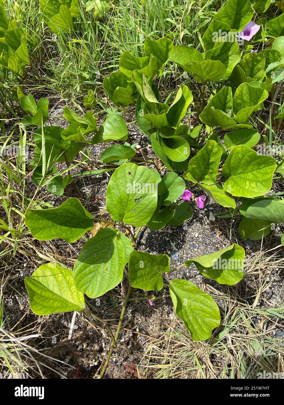 Beach Bean (Canavalia rosea Stock Photo - Alamy