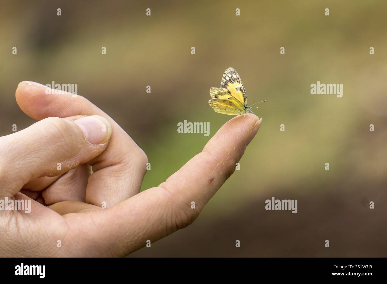 Butterfly sitting on empty hi-res stock photography and images - Alamy