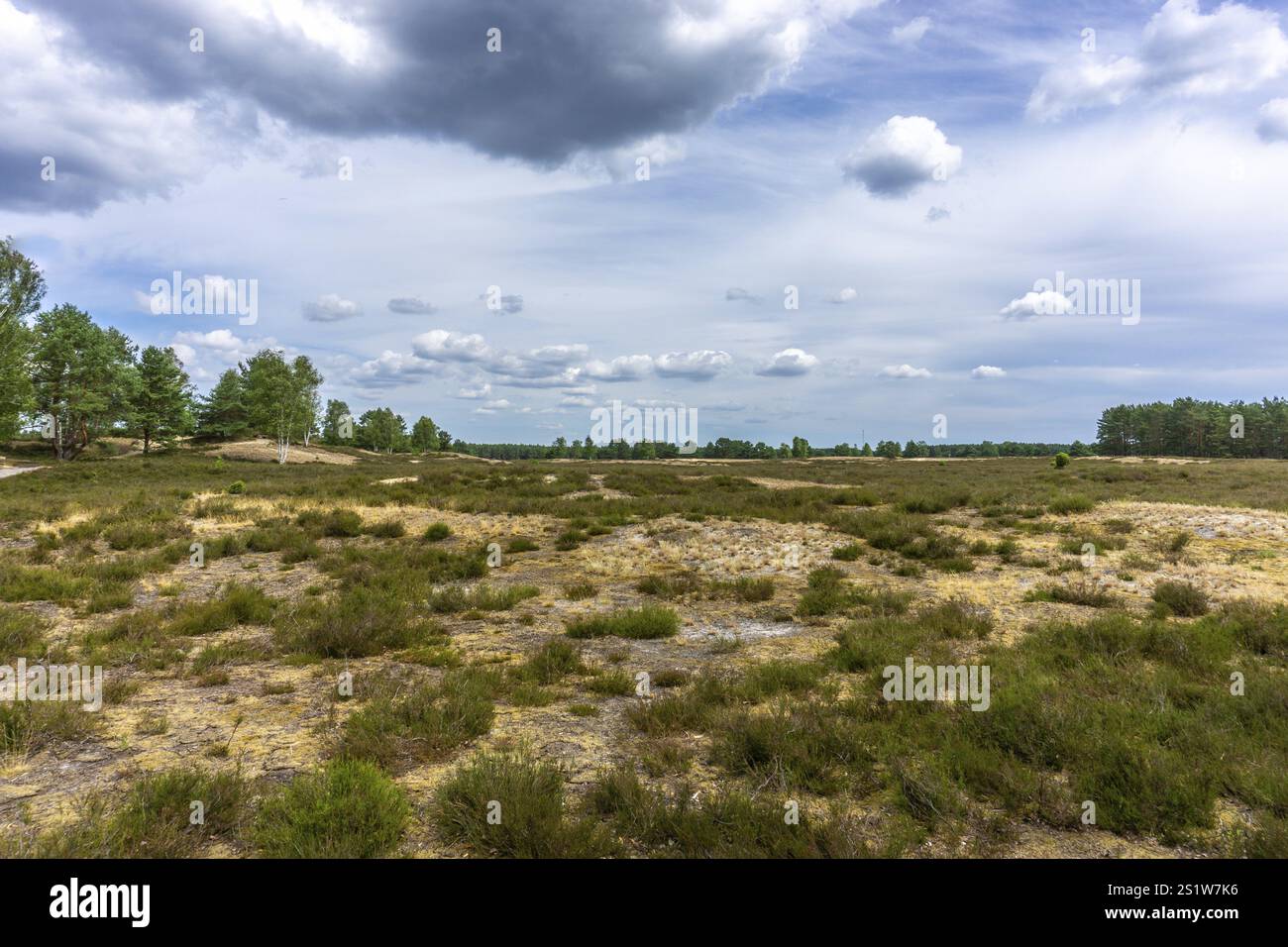 Nature reserve Nemitzer Heide in Wendland with open area and heather ...