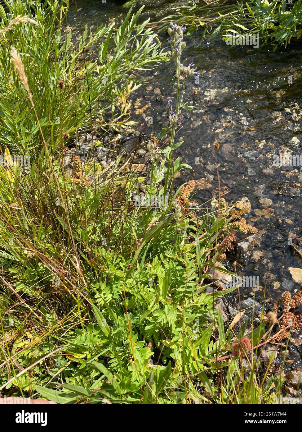 western Jacob's ladder (Polemonium occidentale Stock Photo - Alamy