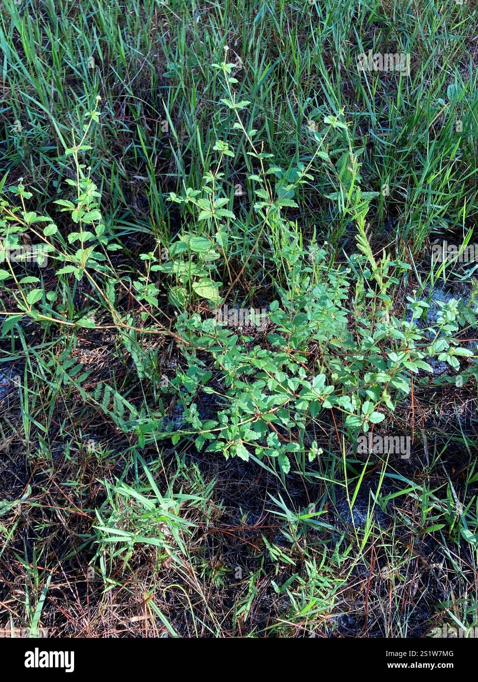 sand croton (Croton glandulosus septentrionalis Stock Photo - Alamy