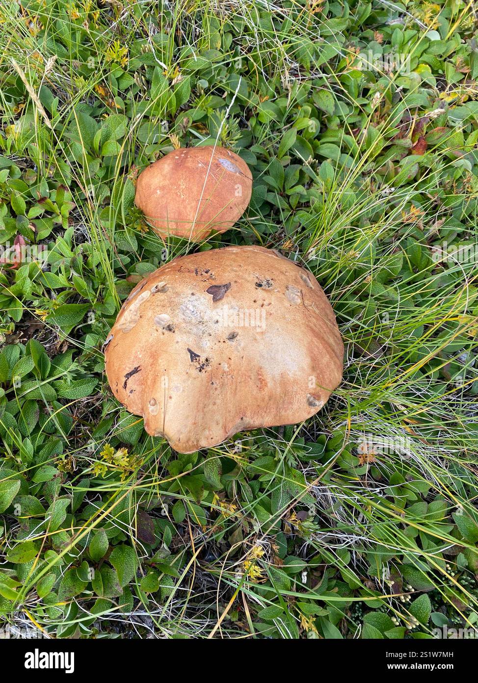 boletes and allies (Boletales Stock Photo - Alamy