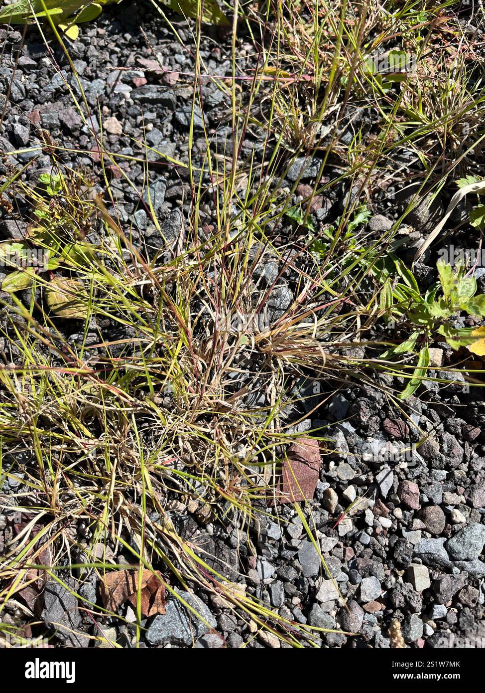 Small Dropseed (Sporobolus neglectus Stock Photo - Alamy