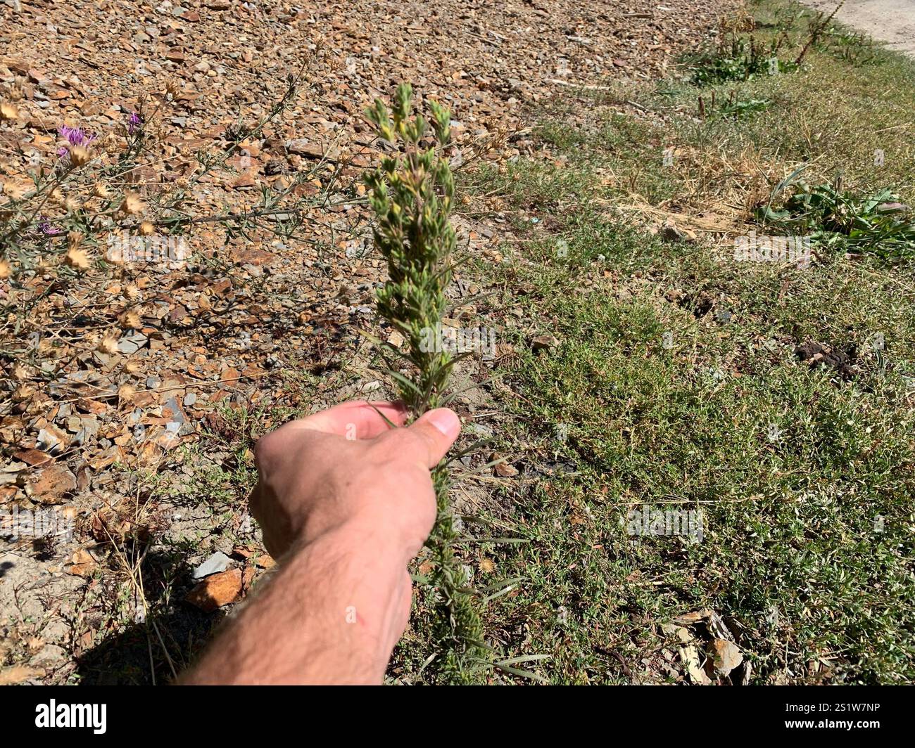 mountain tarweed (Madia glomerata Stock Photo - Alamy