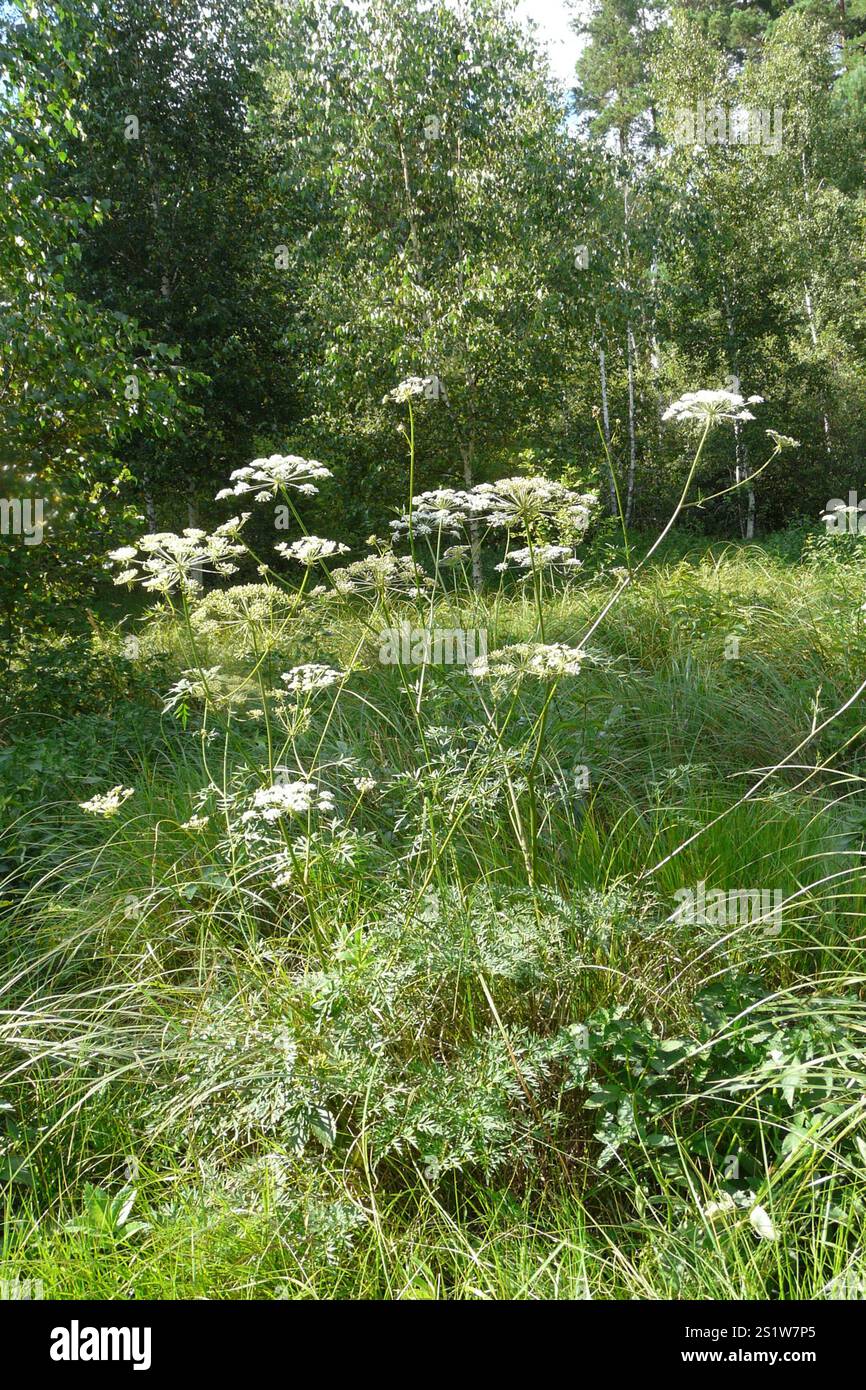 Milk Parsley (Peucedanum palustre Stock Photo - Alamy