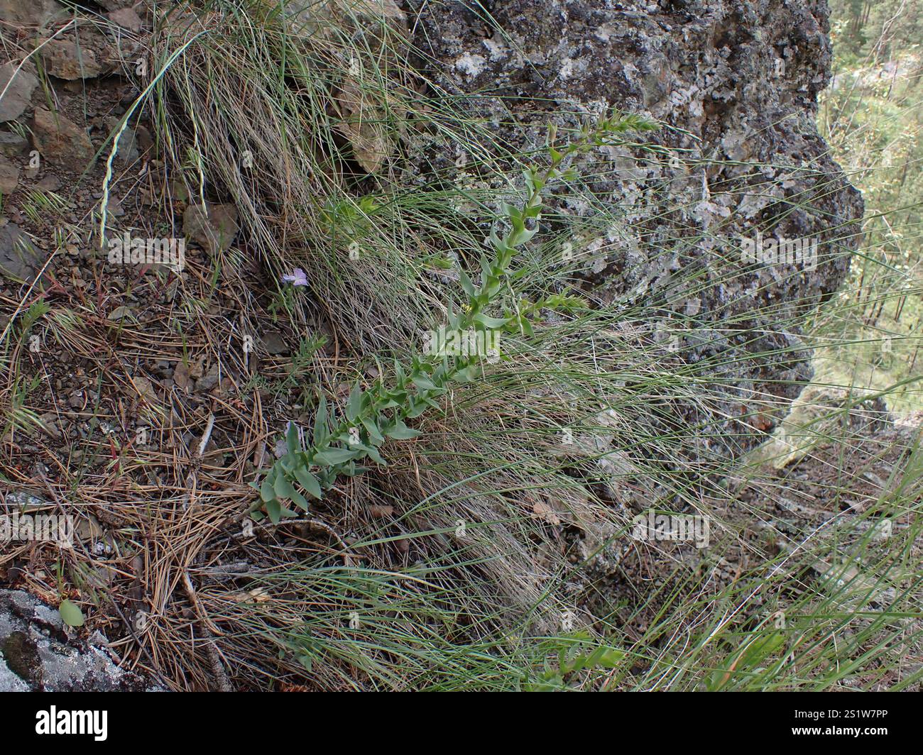 Balkan toadflax (Linaria dalmatica Stock Photo - Alamy