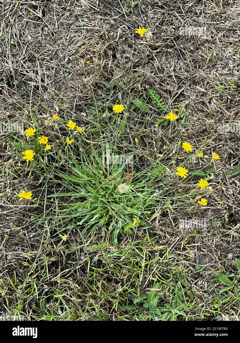 Autumn Hawkbit (Scorzoneroides autumnalis Stock Photo - Alamy
