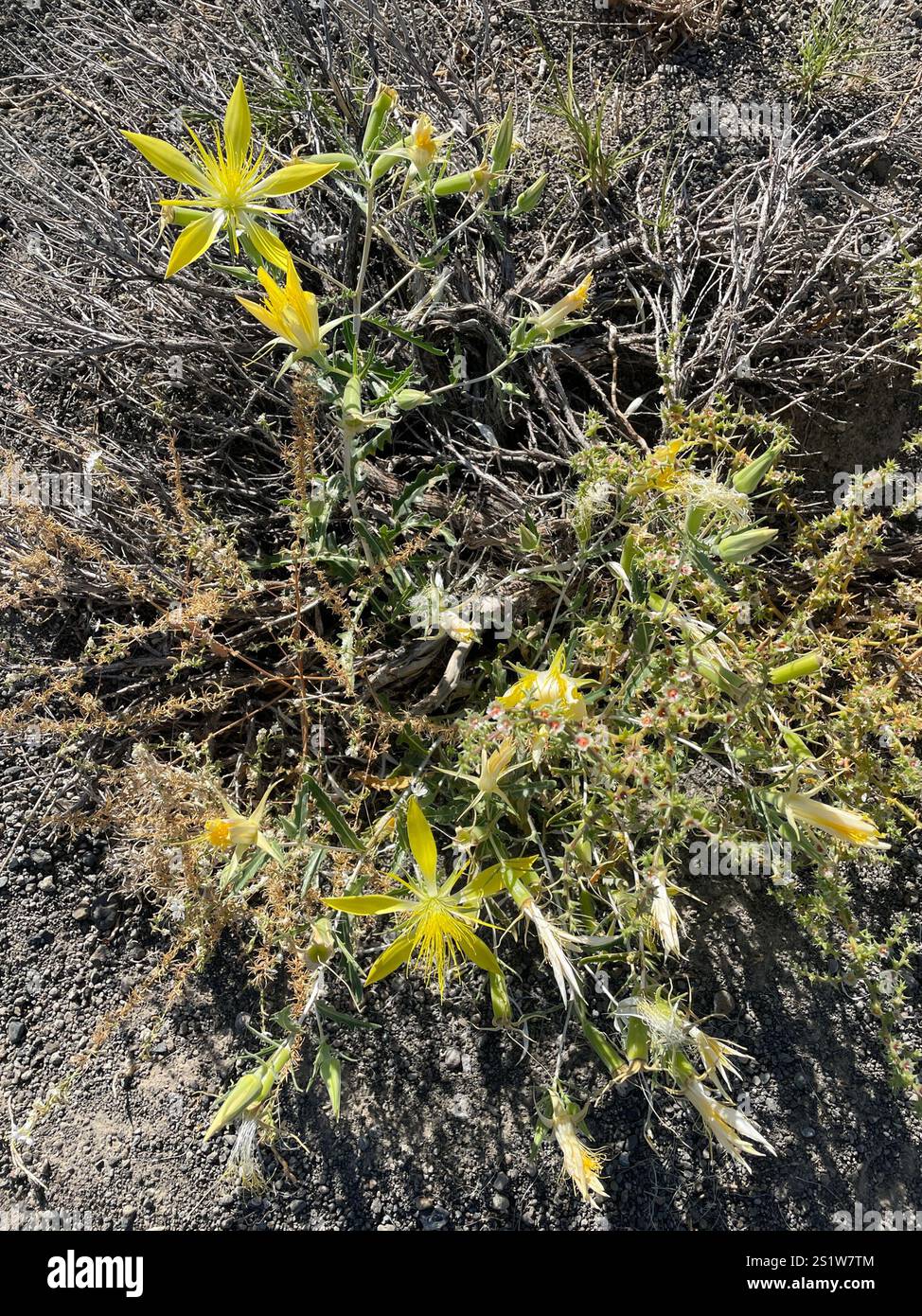 Giant Blazingstar (Mentzelia laevicaulis Stock Photo - Alamy