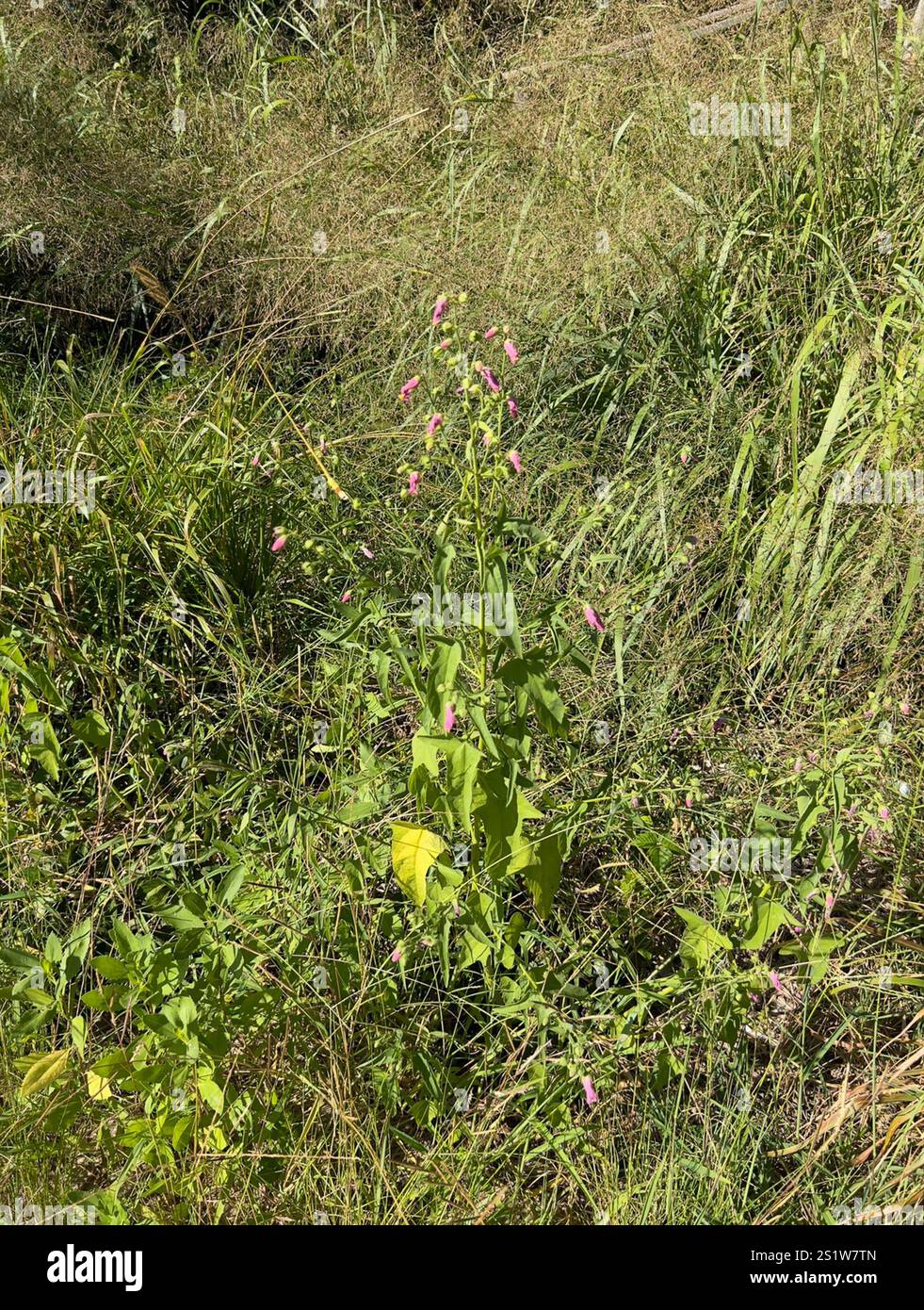Saltmarsh mallow (Kosteletzkya pentacarpos Stock Photo - Alamy