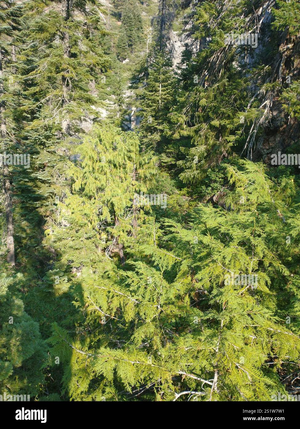 Alaska yellow cedar (Callitropsis nootkatensis Stock Photo - Alamy