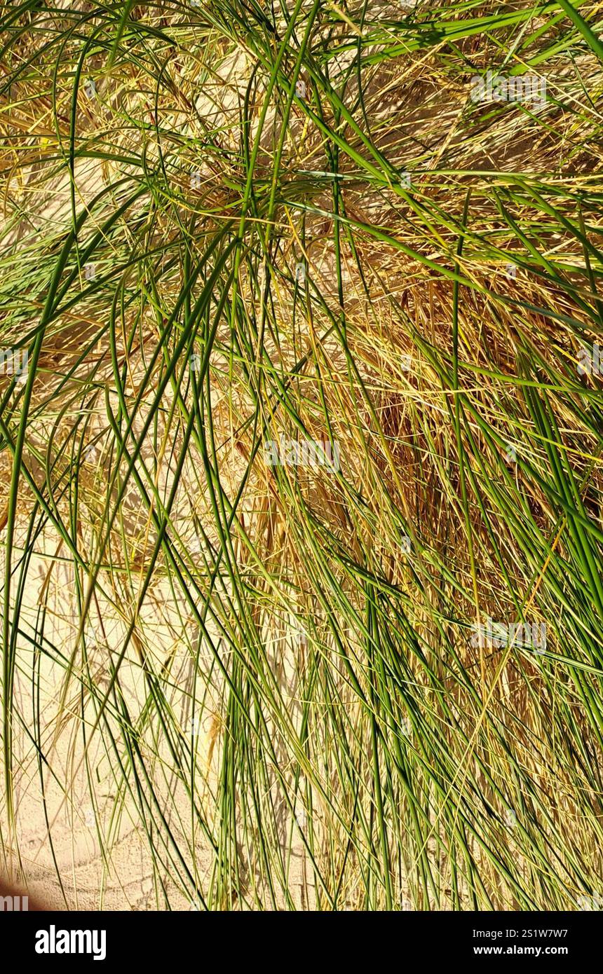 Sea Wheat (Thinopyrum distichum Stock Photo - Alamy