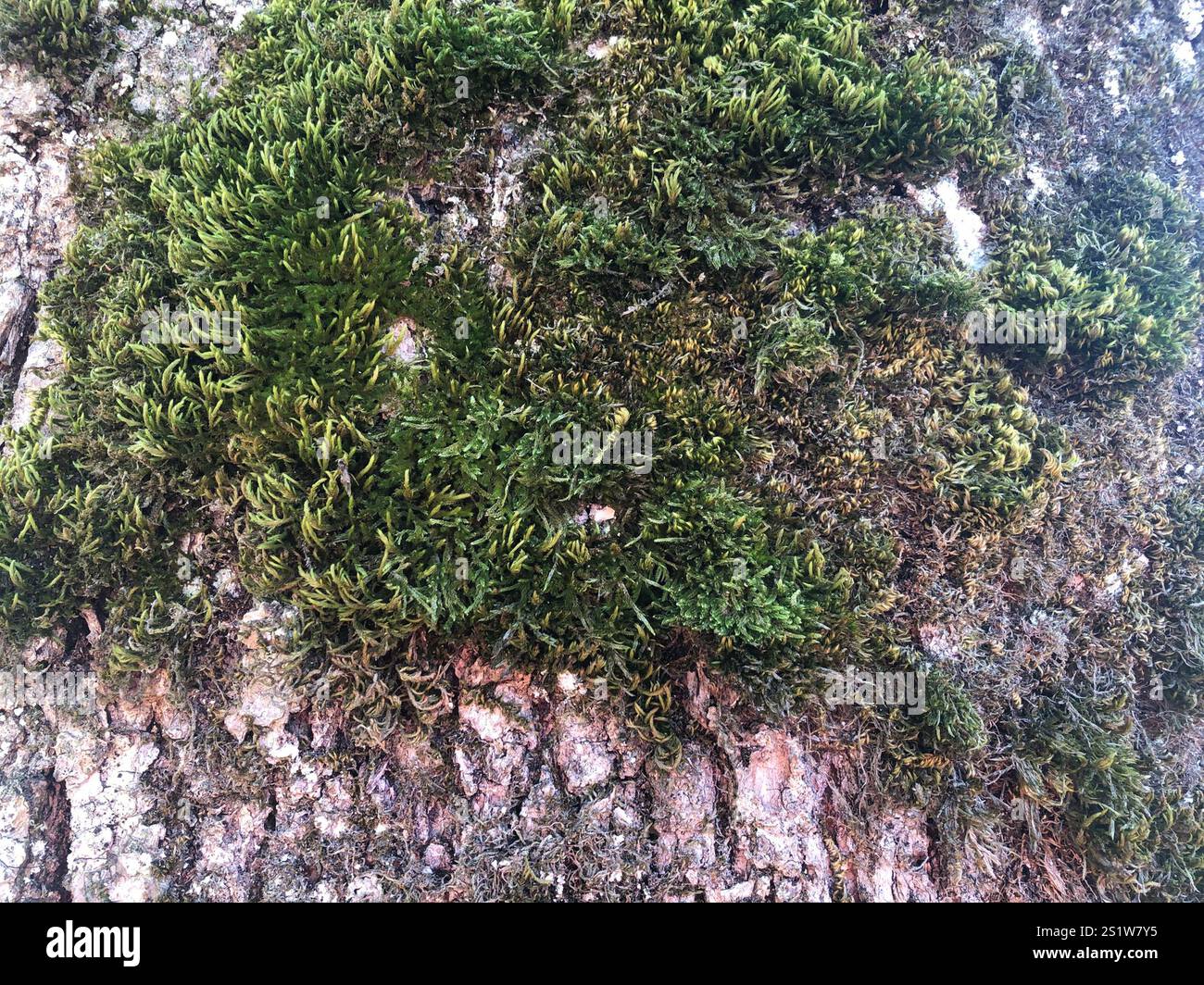 squirrel-tail moss (Leucodon sciuroides Stock Photo - Alamy