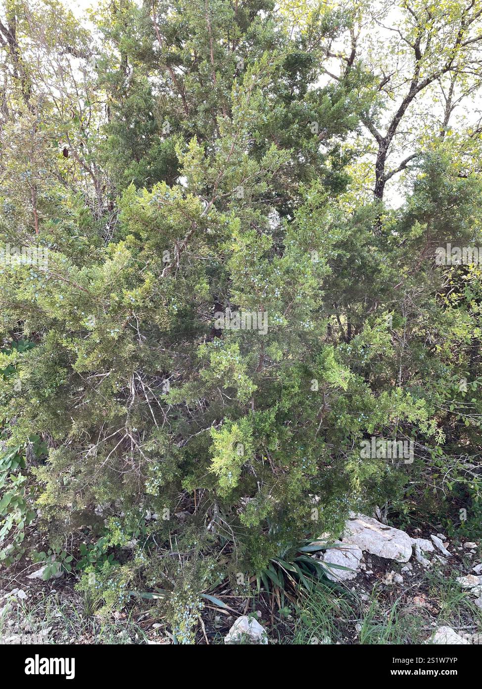 Ashe juniper (Juniperus ashei Stock Photo - Alamy