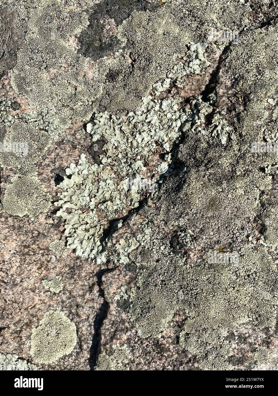 rock shield lichens (Xanthoparmelia Stock Photo - Alamy