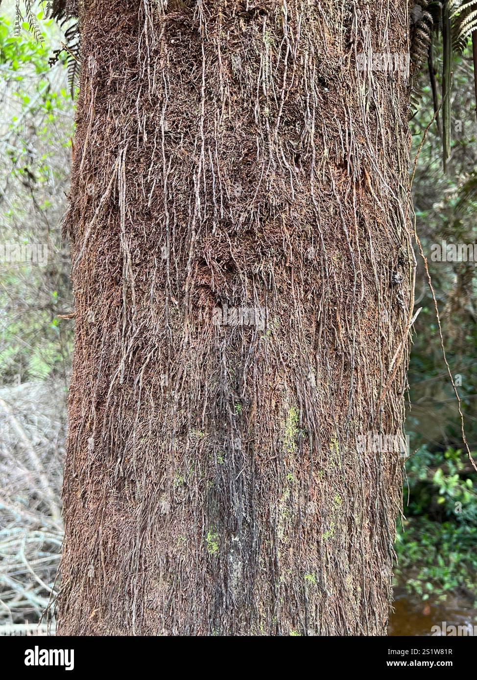 golden tree fern (Dicksonia fibrosa Stock Photo - Alamy