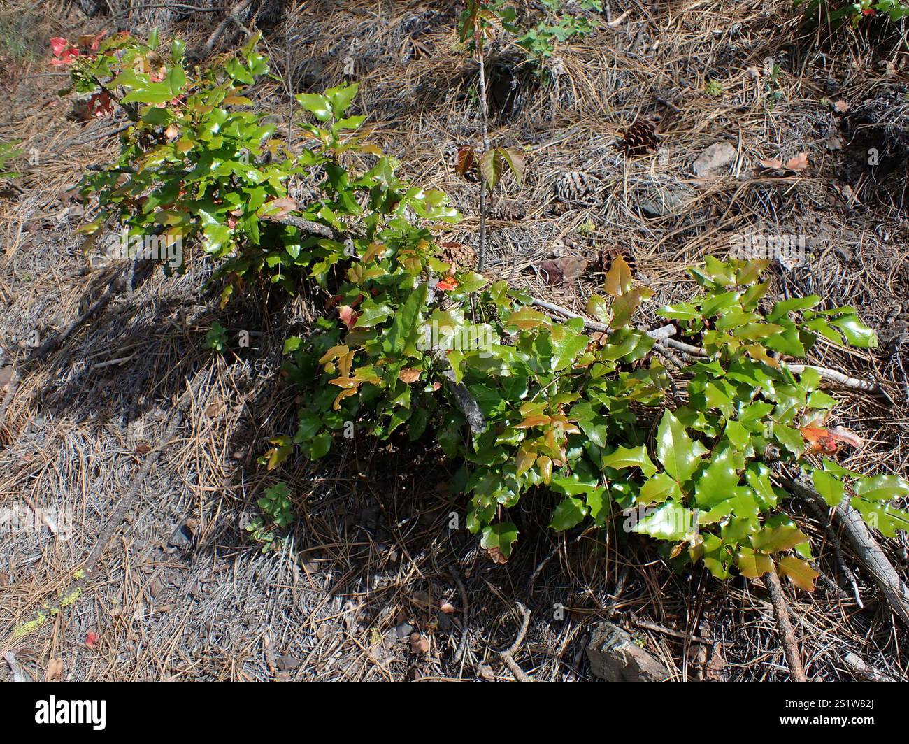 Oregon grape (Berberis aquifolium Stock Photo - Alamy