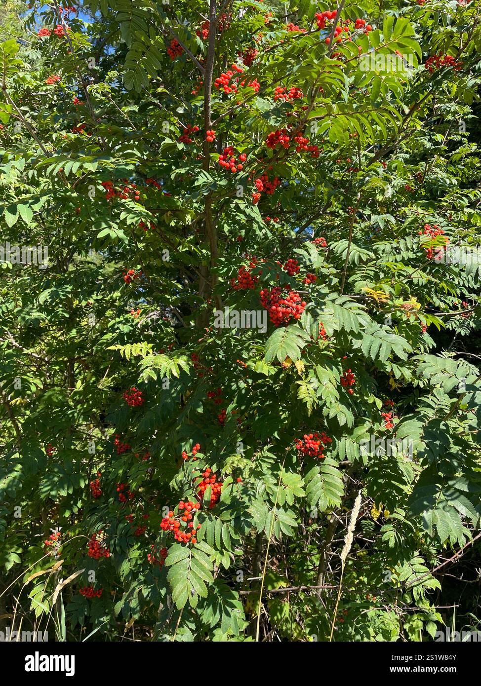 European mountain ash (Sorbus aucuparia Stock Photo - Alamy