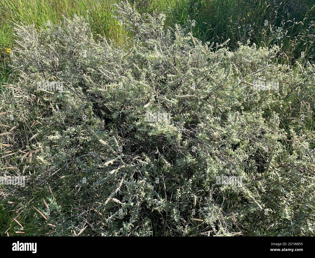 Escobilla Butterflybush (Buddleja scordioides Stock Photo - Alamy