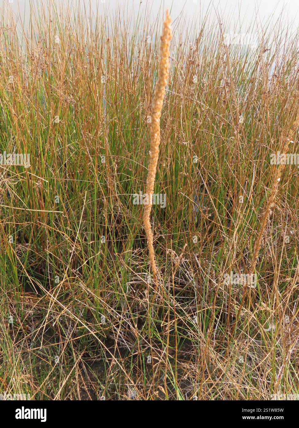 common arrowgrass (Triglochin maritima Stock Photo - Alamy
