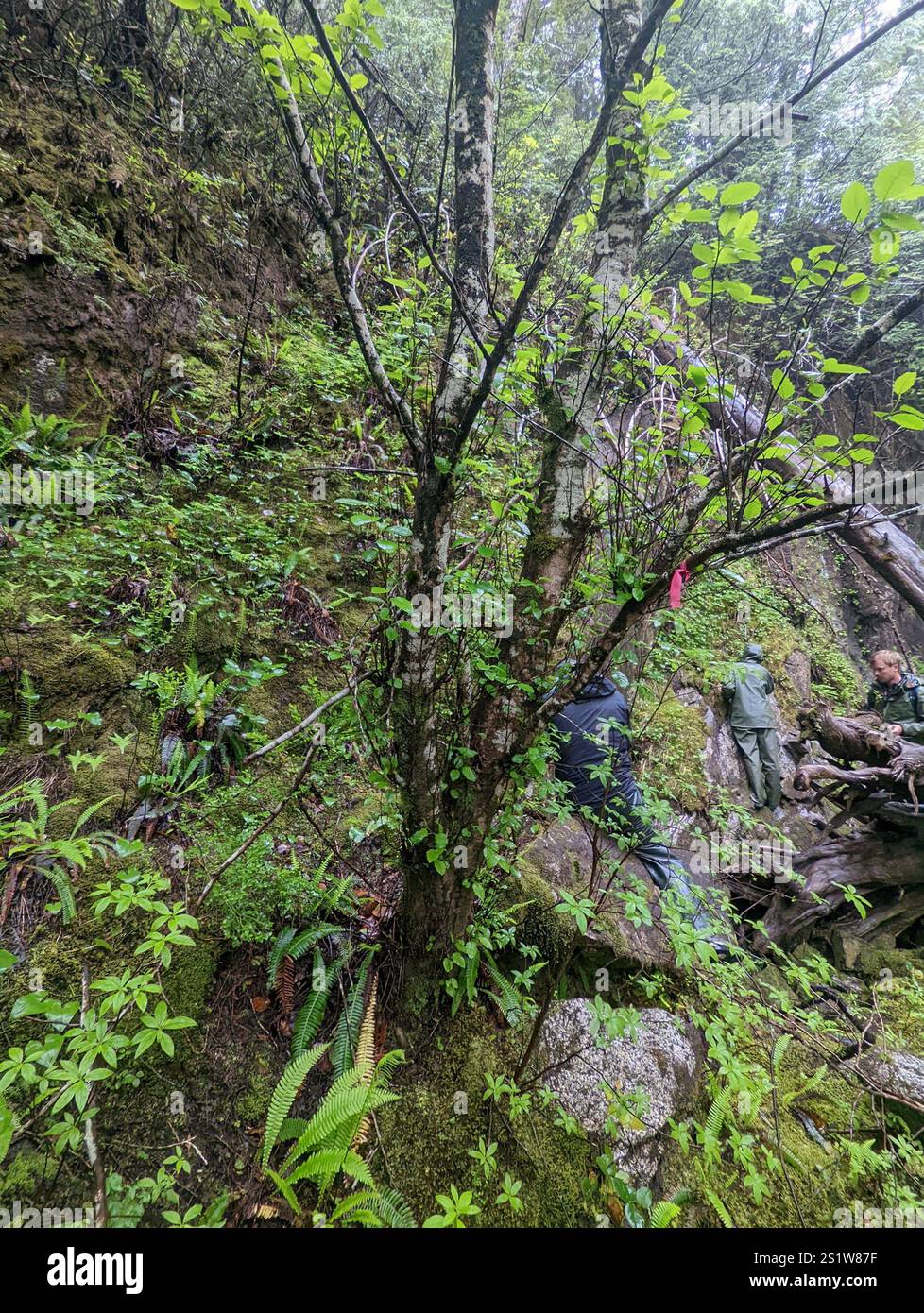Red Alder (Alnus rubra Stock Photo - Alamy