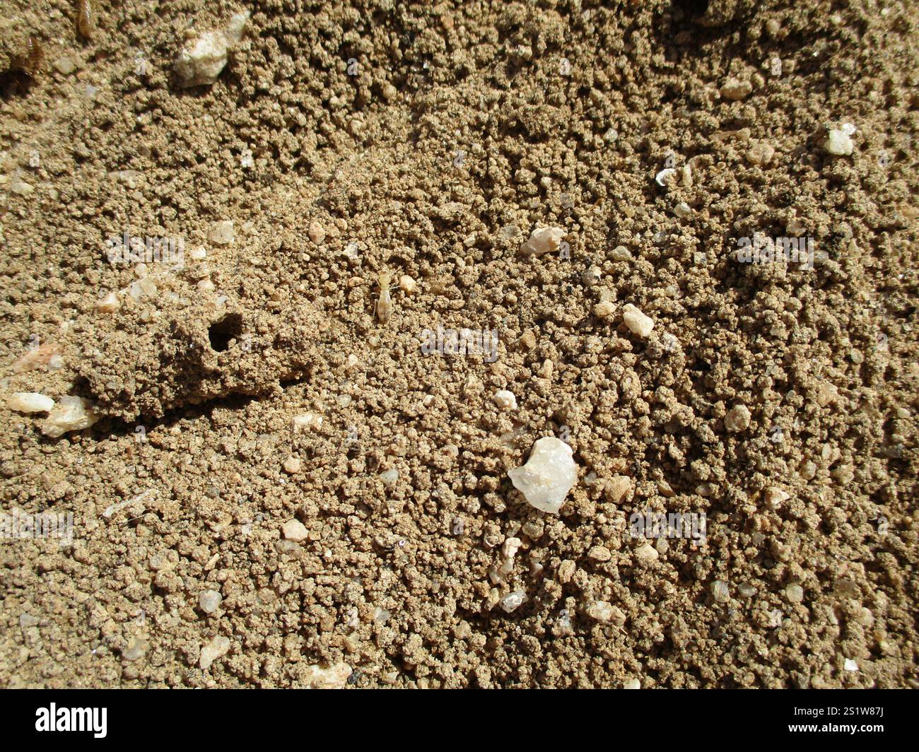 Northern Harvester Termite (Hodotermes mossambicus Stock Photo - Alamy