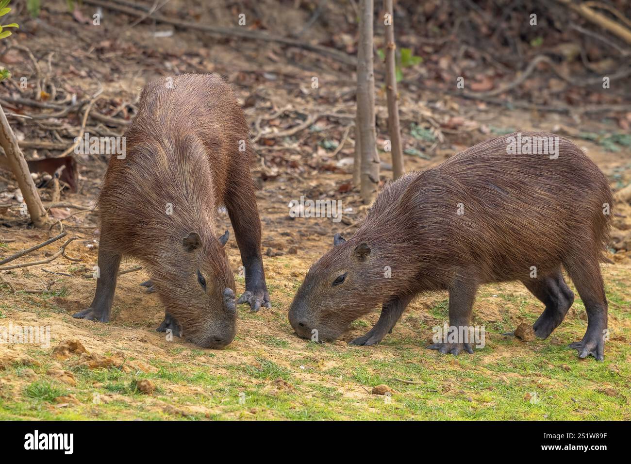 Capybara or capybara (Hydrochoerus hydrochaeris), 2 animals, Pantanal ...