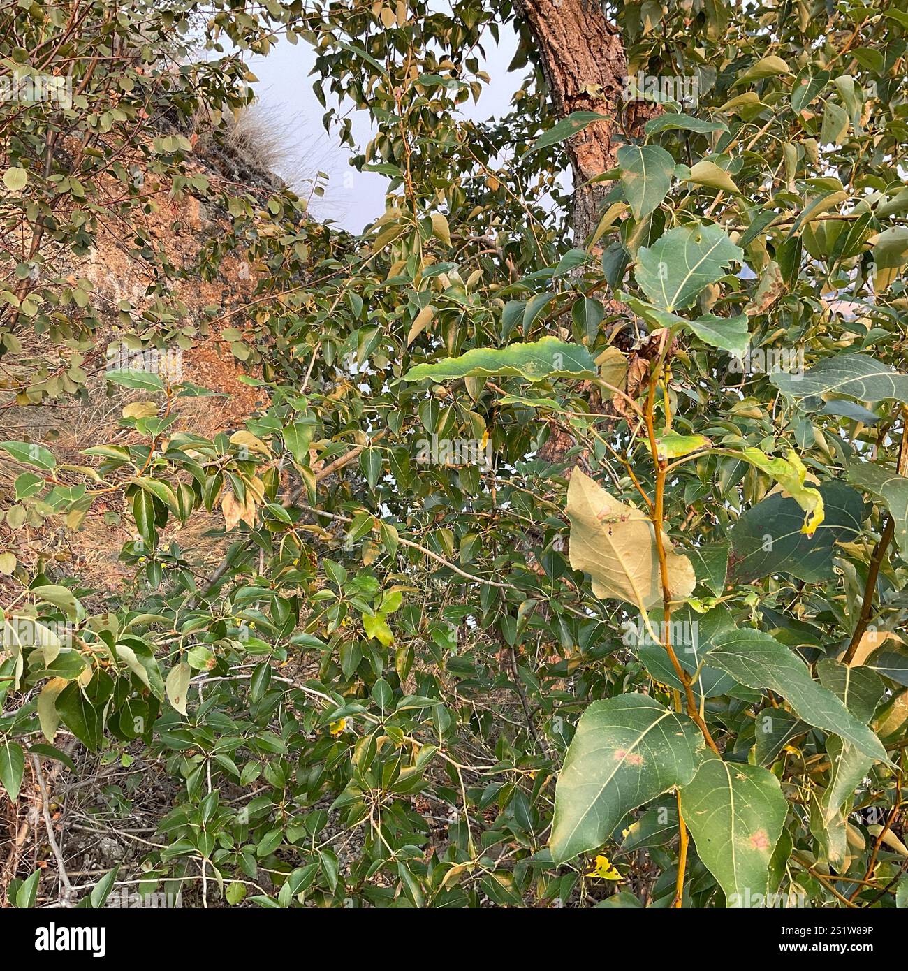 black cottonwood (Populus trichocarpa Stock Photo - Alamy