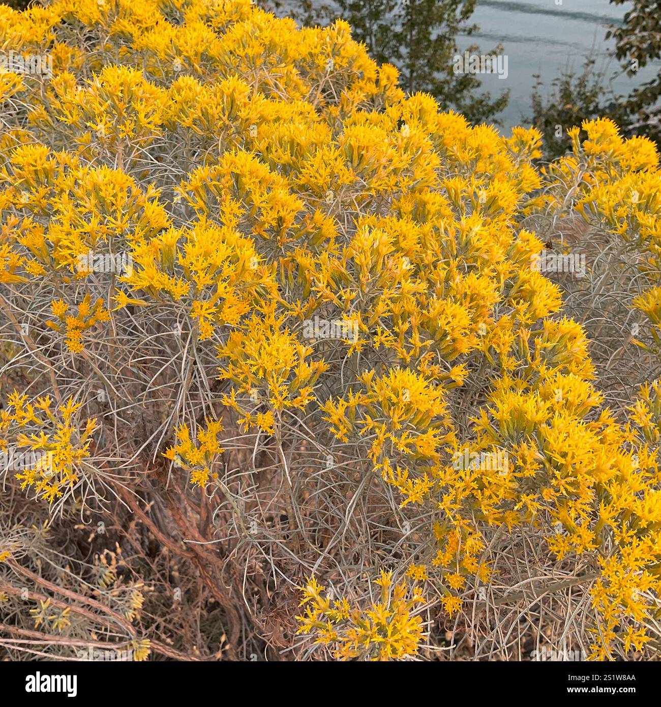 Rubber Rabbitbrush (Ericameria nauseosa Stock Photo - Alamy