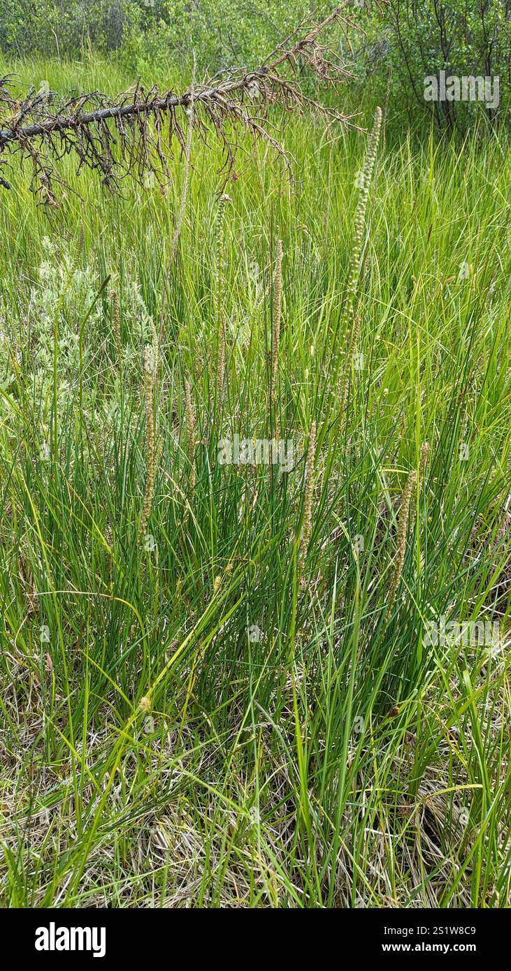 common arrowgrass (Triglochin maritima Stock Photo - Alamy
