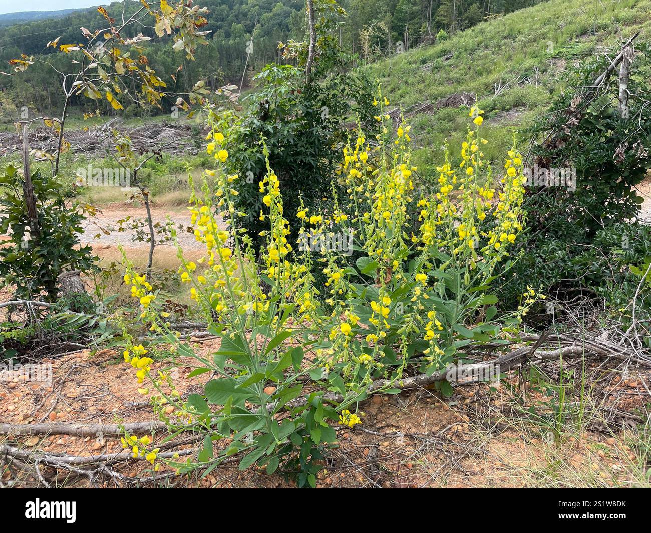Showy Rattlebox (Crotalaria spectabilis Stock Photo - Alamy