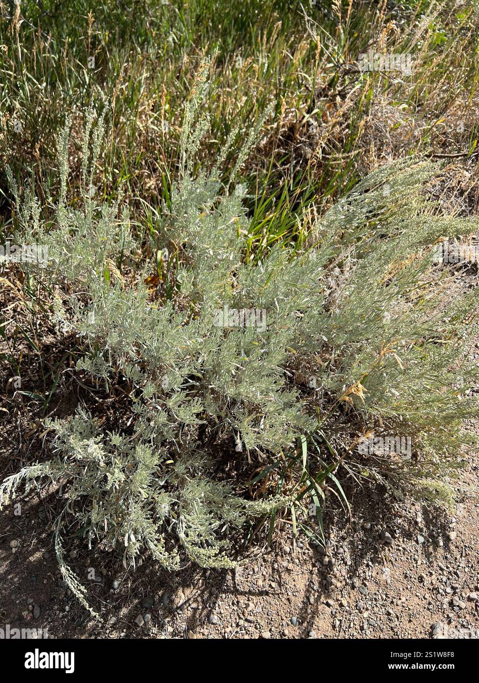 Big Sagebrush (Artemisia tridentata Stock Photo - Alamy