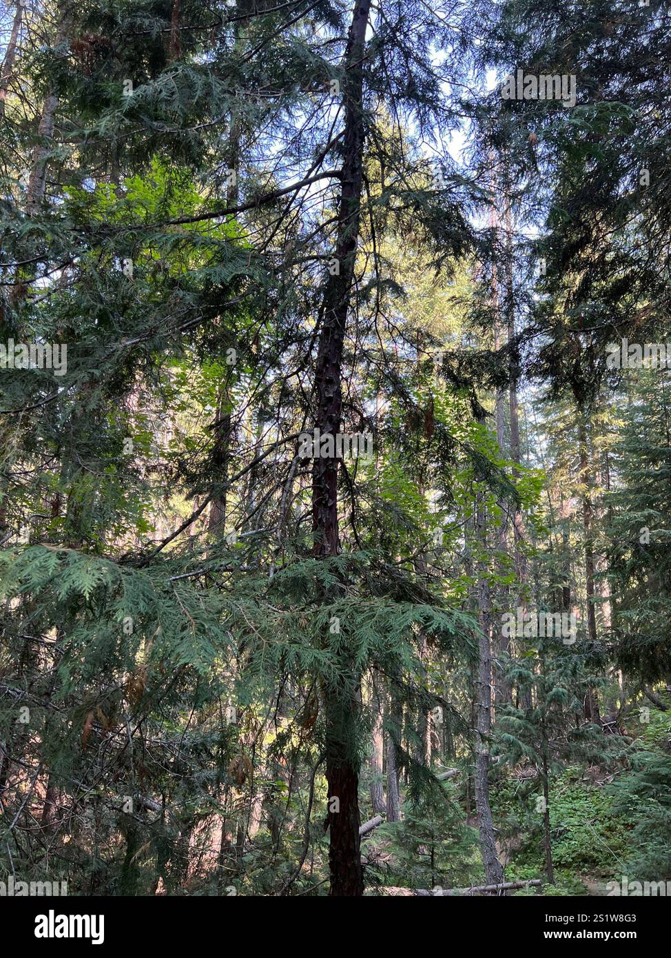 Alaska yellow cedar (Callitropsis nootkatensis Stock Photo - Alamy