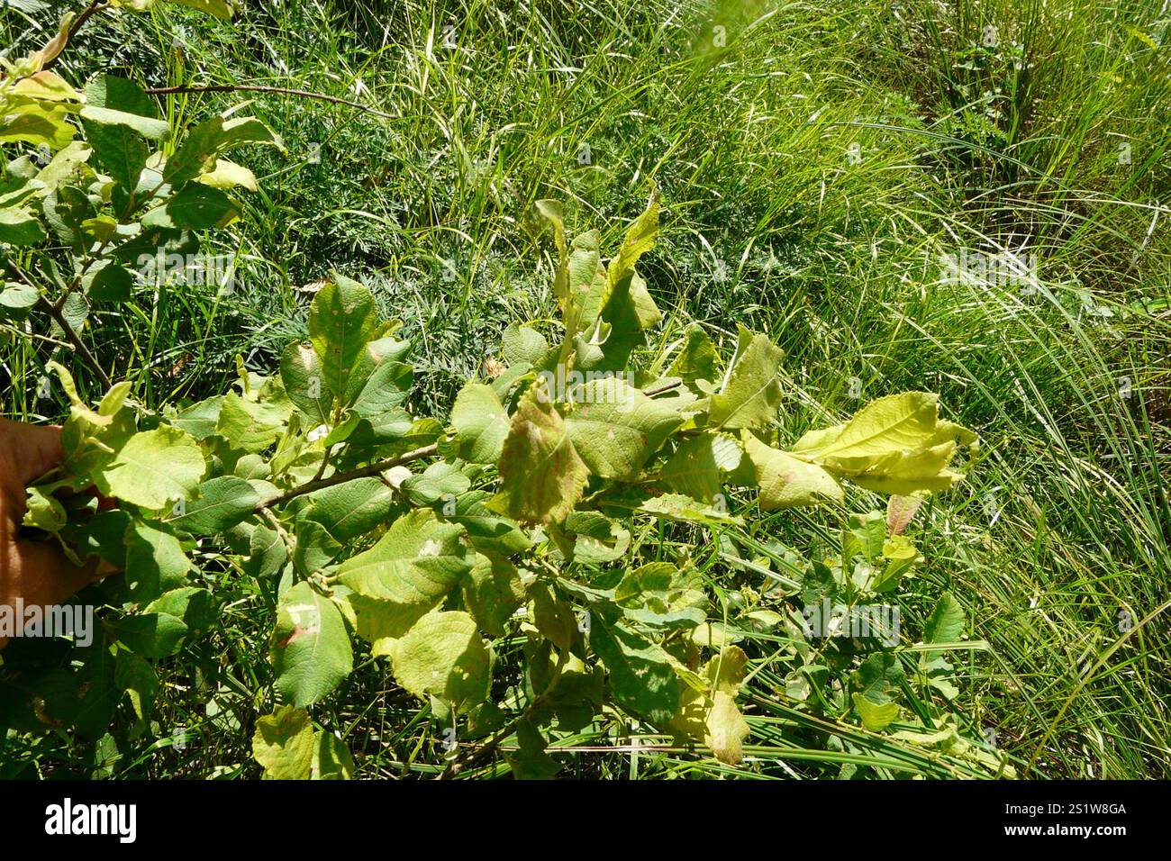 Eared Willow (Salix aurita Stock Photo - Alamy