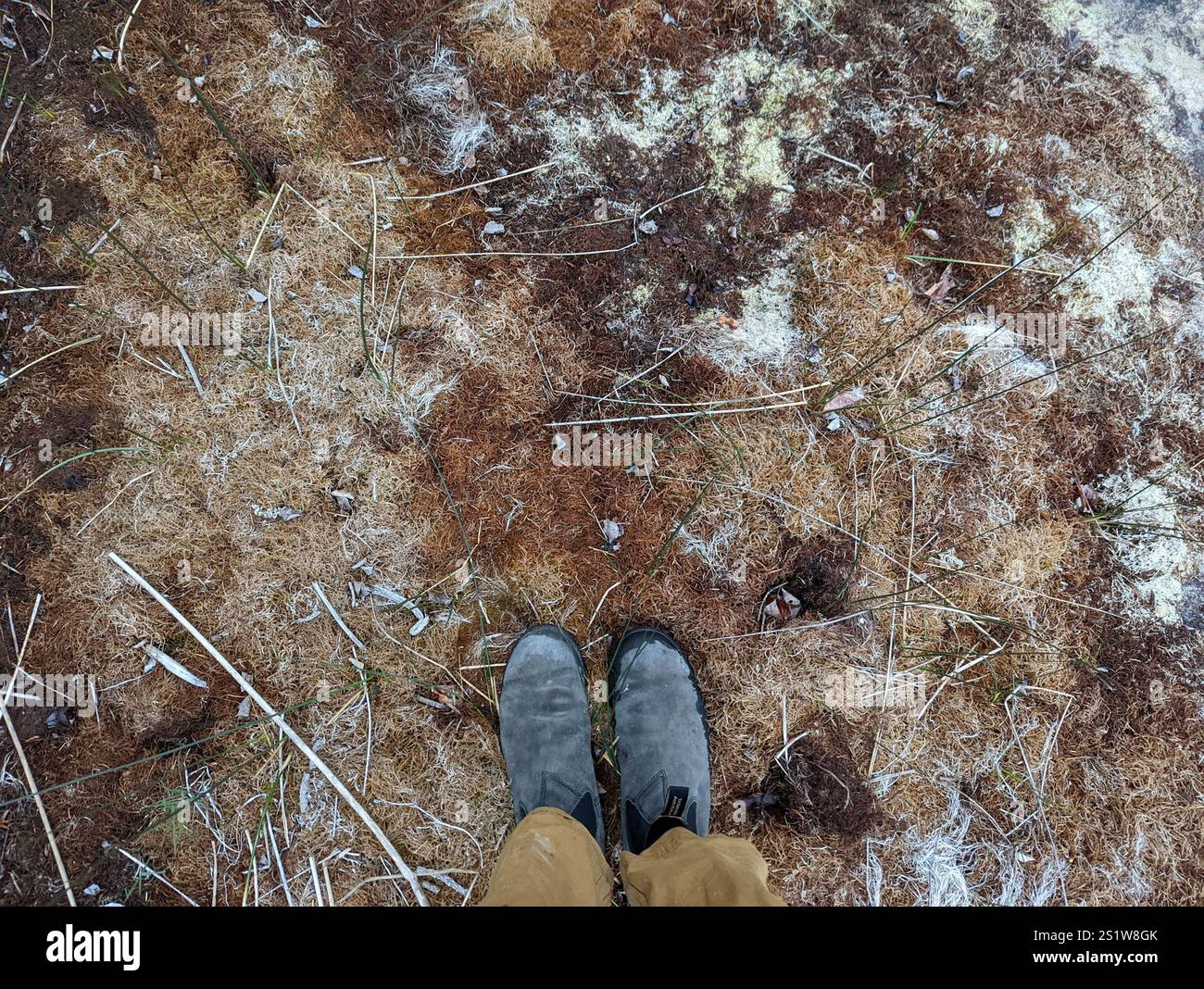 Long-leaved Hook Moss (Drepanocladus longifolius Stock Photo - Alamy